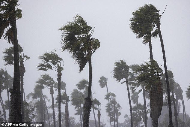 Woman, 22, left paralyzed after being struck with huge tree branch ...