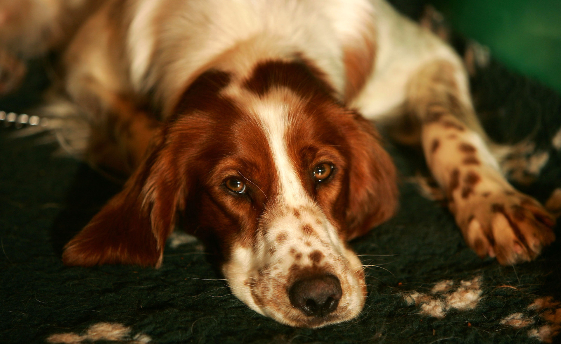 Rare dog breeds facing extinction