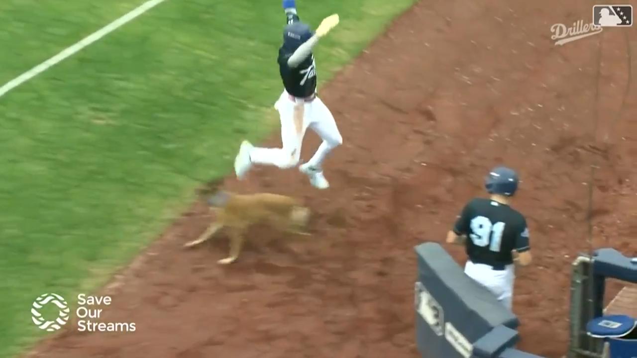 Moment: Bat retrieving dog benched after freak accident injures top ...