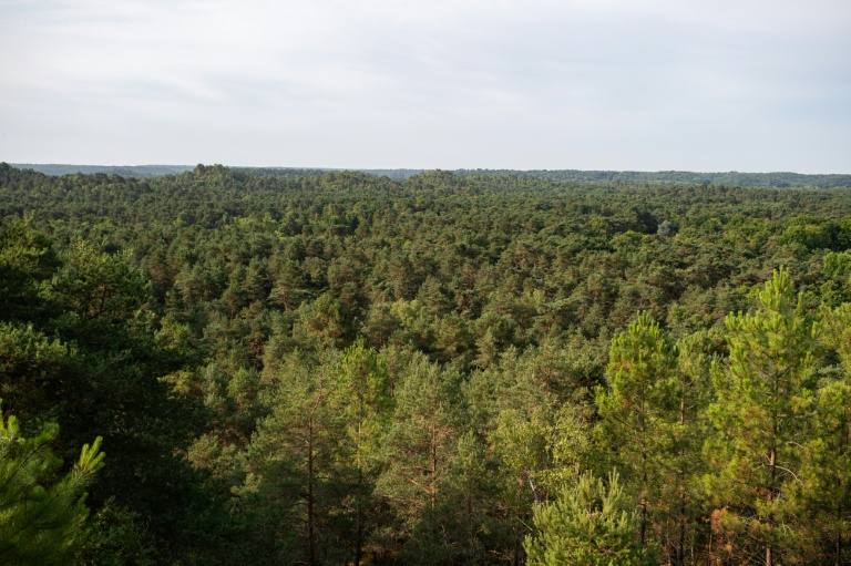 Canicule : quand les arbres arrêtent de transpirer