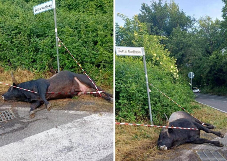 Violento incidente sulla via dei Laghi, auto finisce contro un toro. Il ...