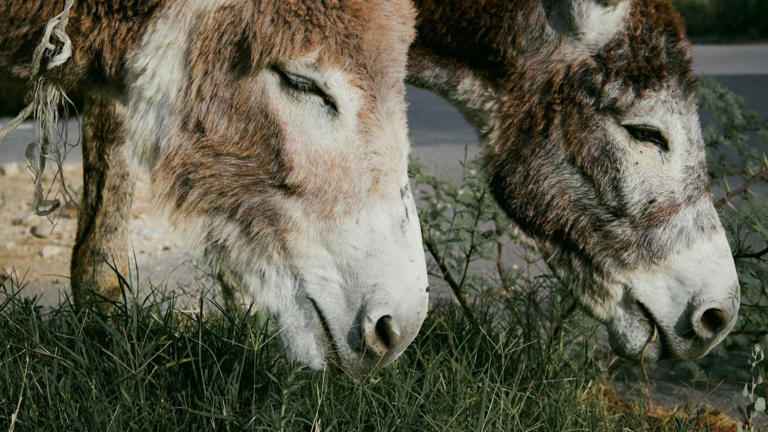 Los burros bomberos de Doñana denuncian abandono institucional pese a ...