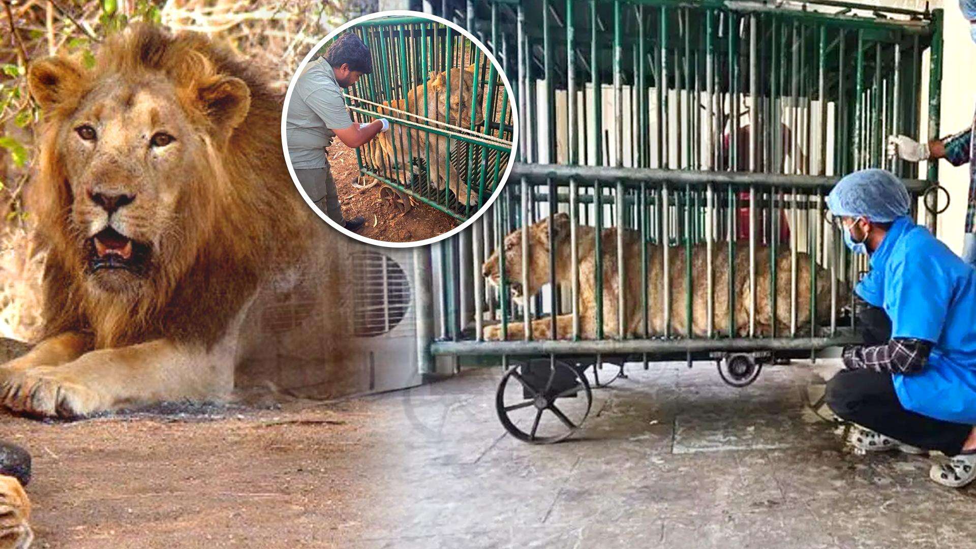 Gujarat’s Gir Forest on alert as suspected virus kills seven Asiatic ...