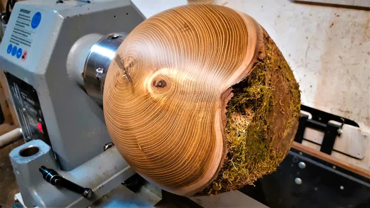 Watch how this laburnum log turns into a natural edge form