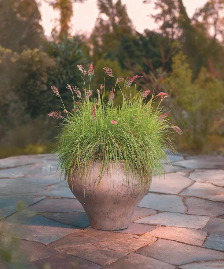 Beyond 'Thriller, filler, spiller': 5 creative summer outdoor planter ...