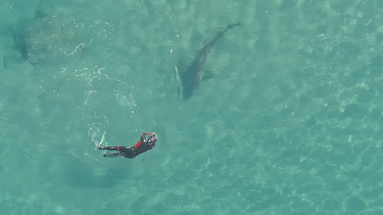 Watch how calm dive turned dangerous after one shark bite