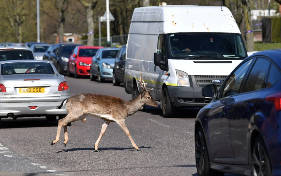 Study finds human presence alters wildlife movement patterns