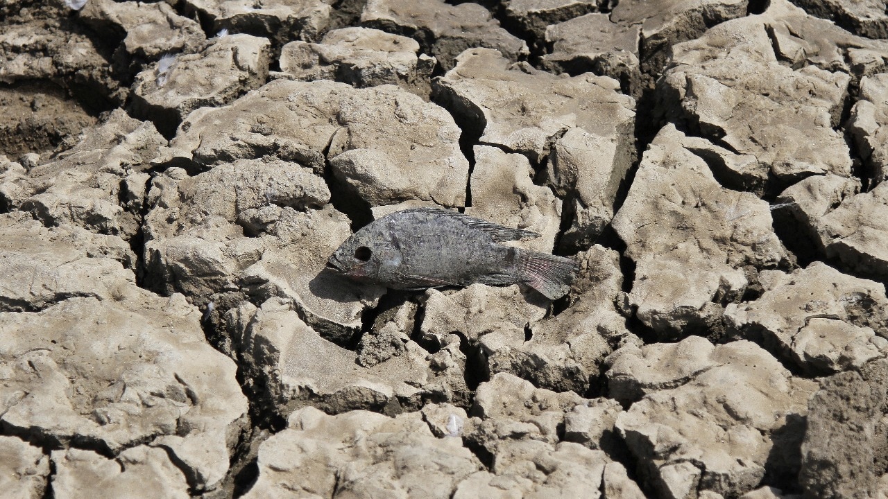 El Nino headed for India: China sounds alarm, confirms when it will peak