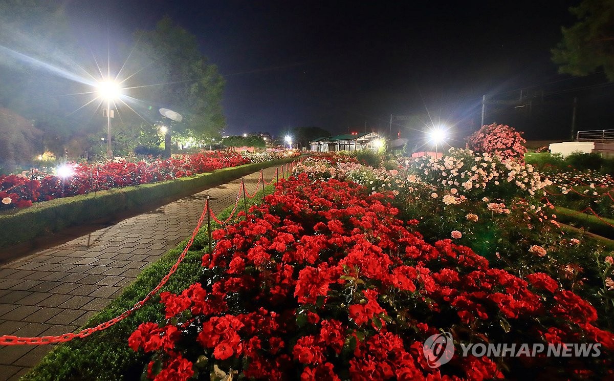 Rose festival