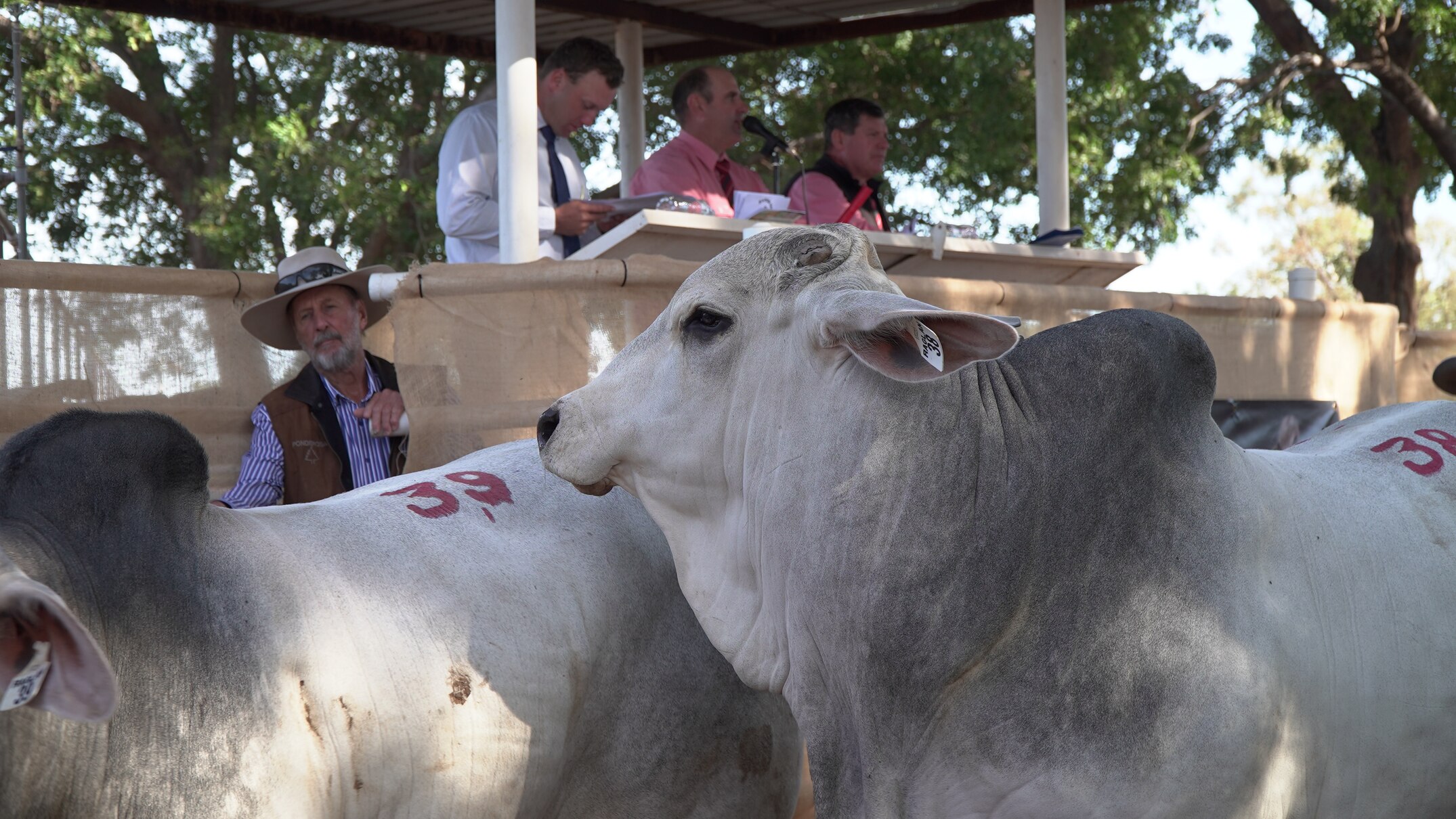 Bumper year at Northern Territory's biggest bull sale delivers average ...