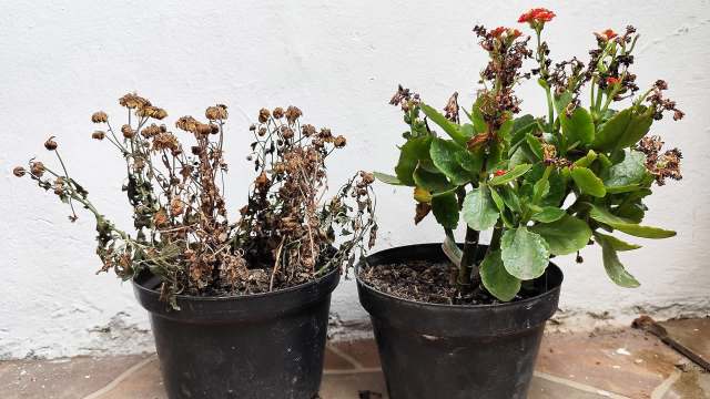Warm days can trick gardeners into killing potted plants in May, but ...