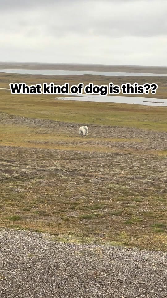 Unexpected polar bear sighting while driving in the Arctic