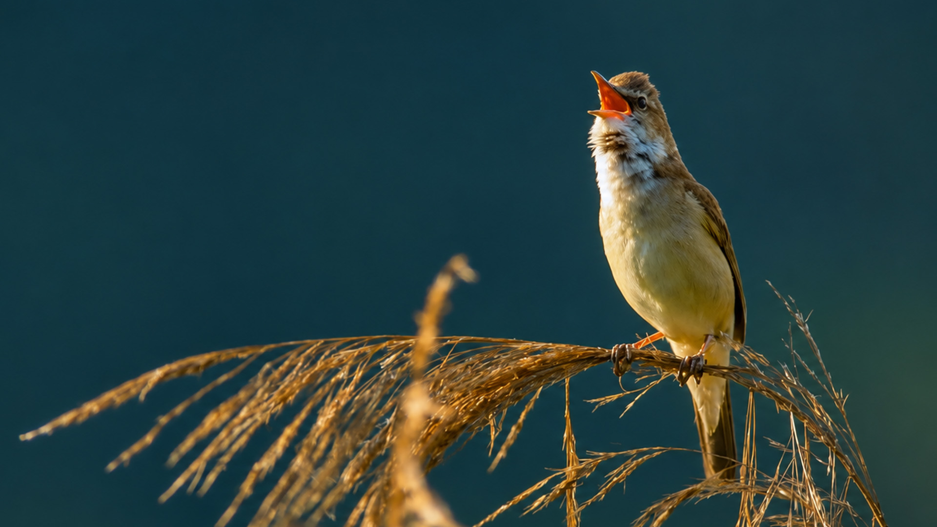 Hidden wildlife camera captures a birdsong performance