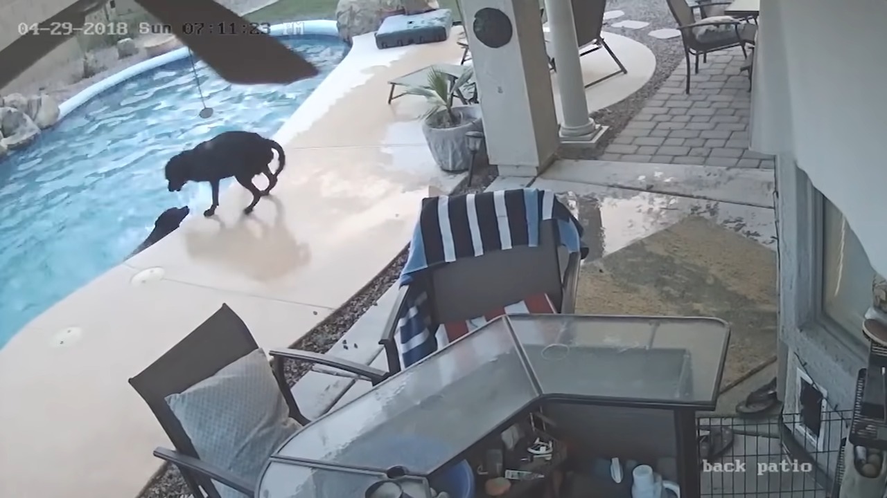 A dog fell into the pool - then his friend jumped in to save him, "best ...