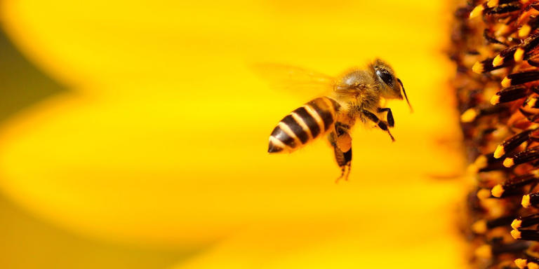 Pollen forecast: A clear north-south divide
