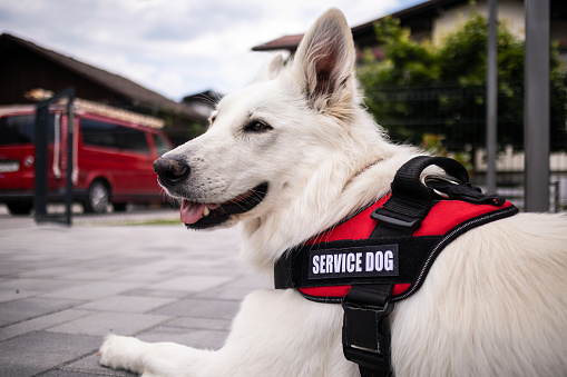Michigan inmates train rescue dogs into working partners