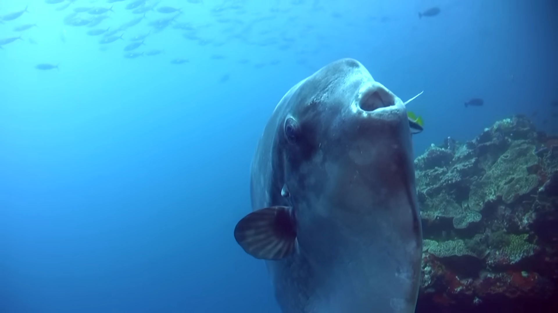 This sunfish can produce 300,000,000 eggs – because almost none survive