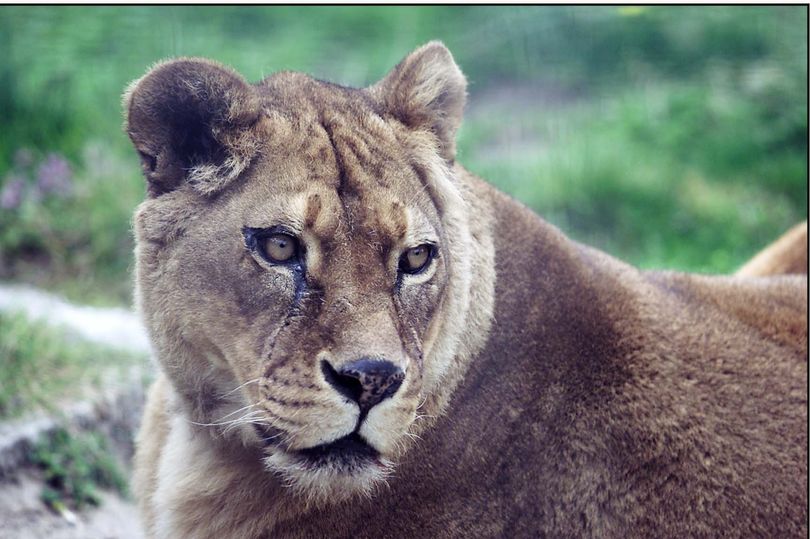 Beloved Merseyside zoo closed forever after 51 years reclaimed by ...