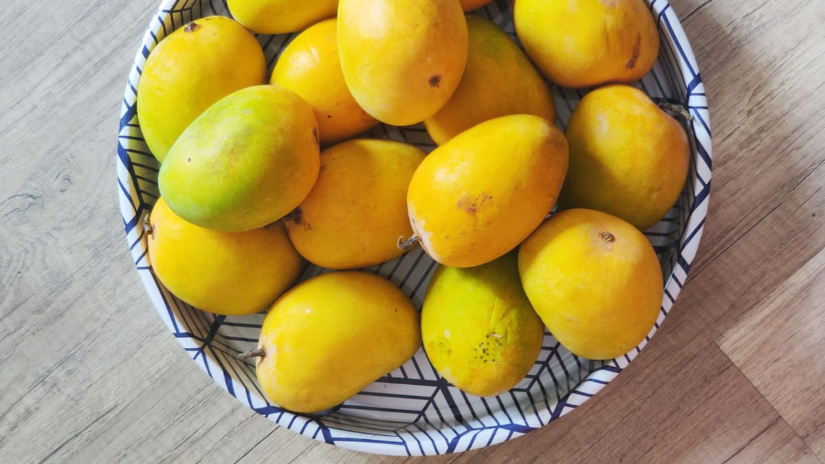 Japan stops importing Indian mangoes after finding flaws in pest ...