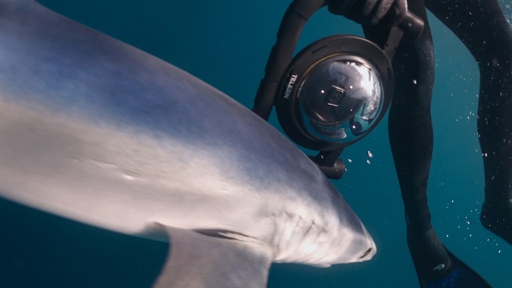 Rough water, bad bait, and a dangerous shark that turned the dive into ...