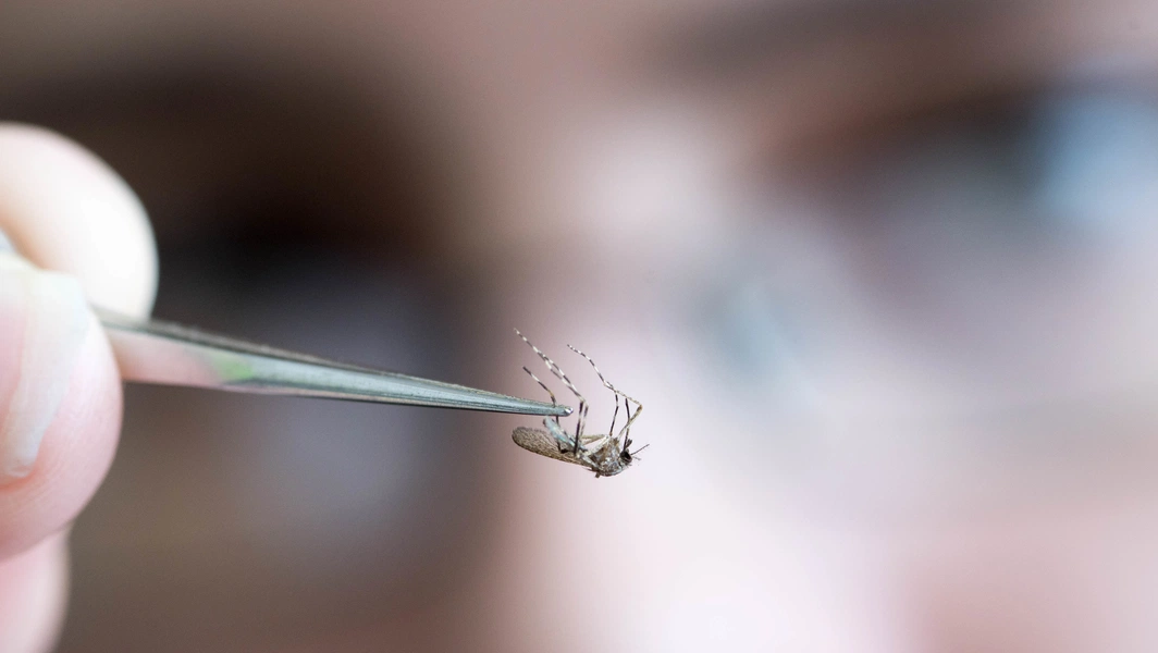 Mosquitoes trained to prefer DEET in lab tests