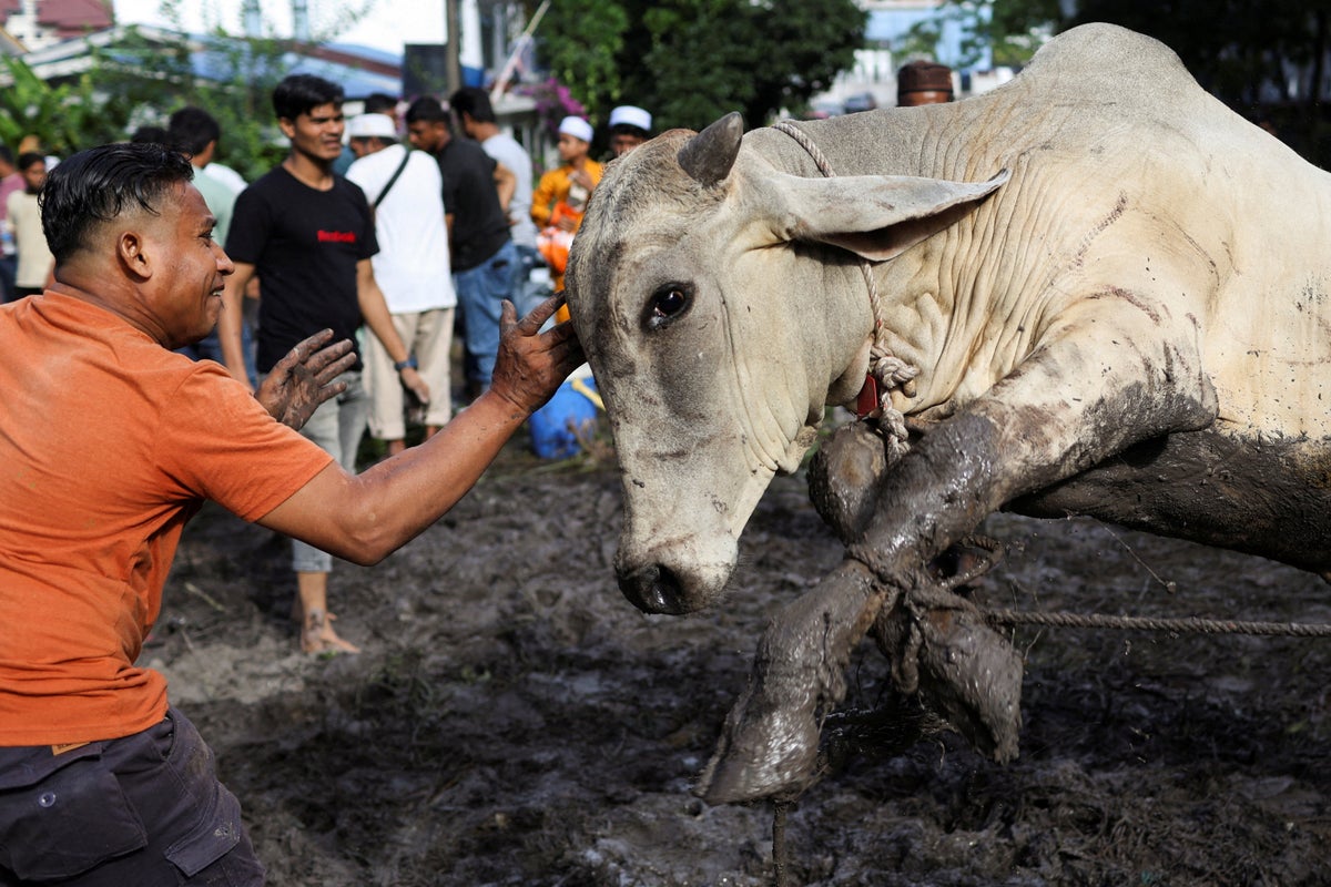 Man killed by buffalo during Eid al-Adha sacrificial ritual
