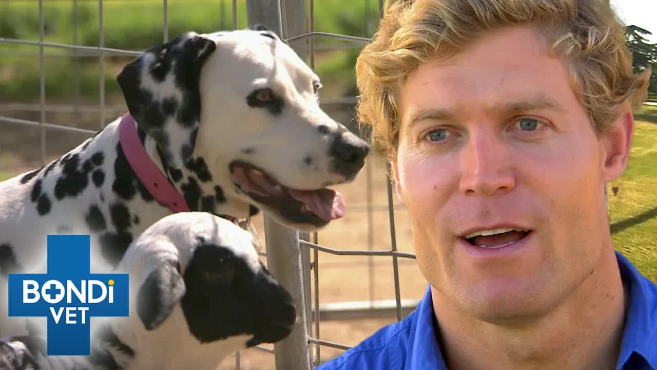 A little lamb's love for a dalmatian - sparking an unseen bond of care ...