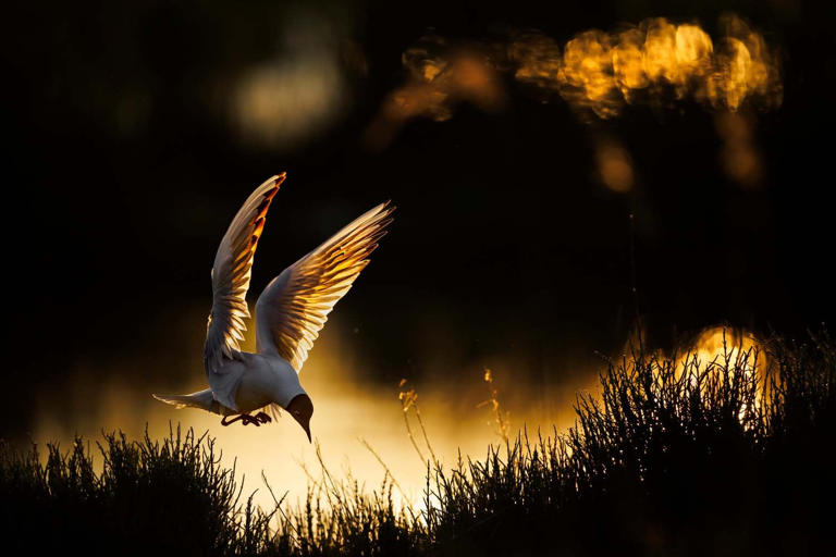 Las impactantes imágenes del GDT Nature Photographer of the Year 2026