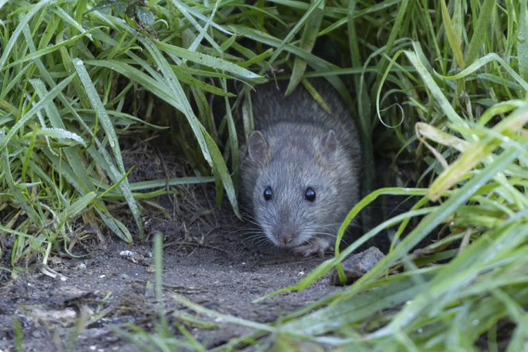 Rats won't come into your garden if you leave 22p item outside this summer