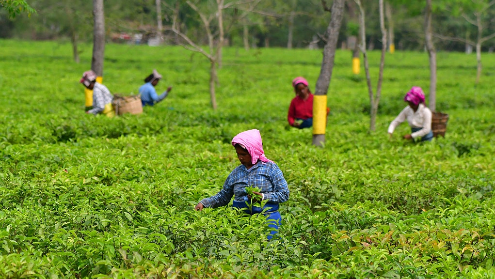 Masala chai tops TasteAtlas list as world's best tea