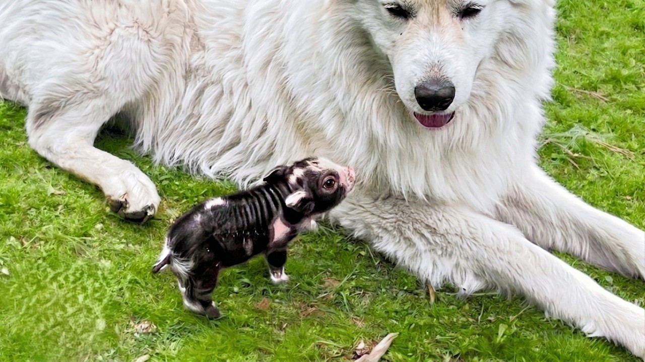 Woman saved a tiny premature pig - and became his mom forever