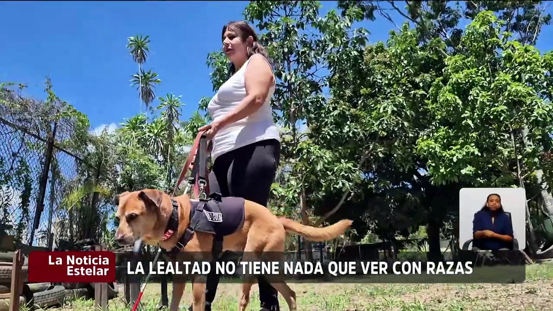 Venezuela celebra con amor el Día Internacional del Perro sin Raza