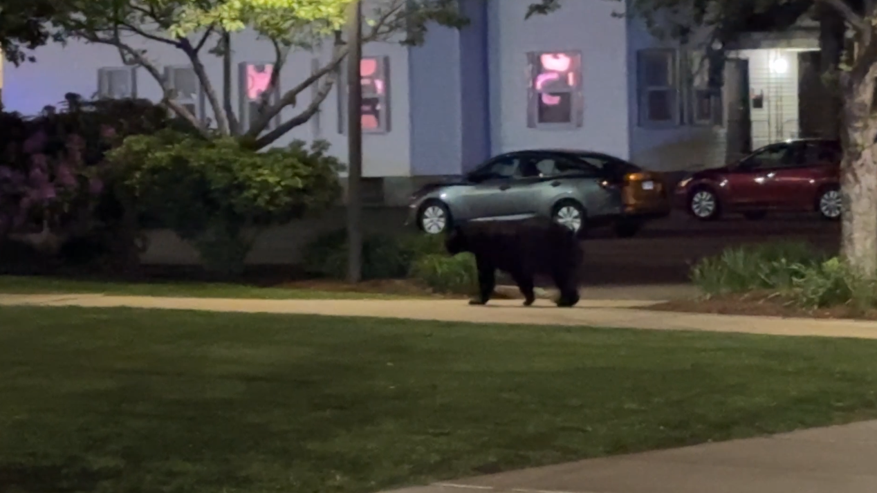 Black bear seen on Worcester college campus