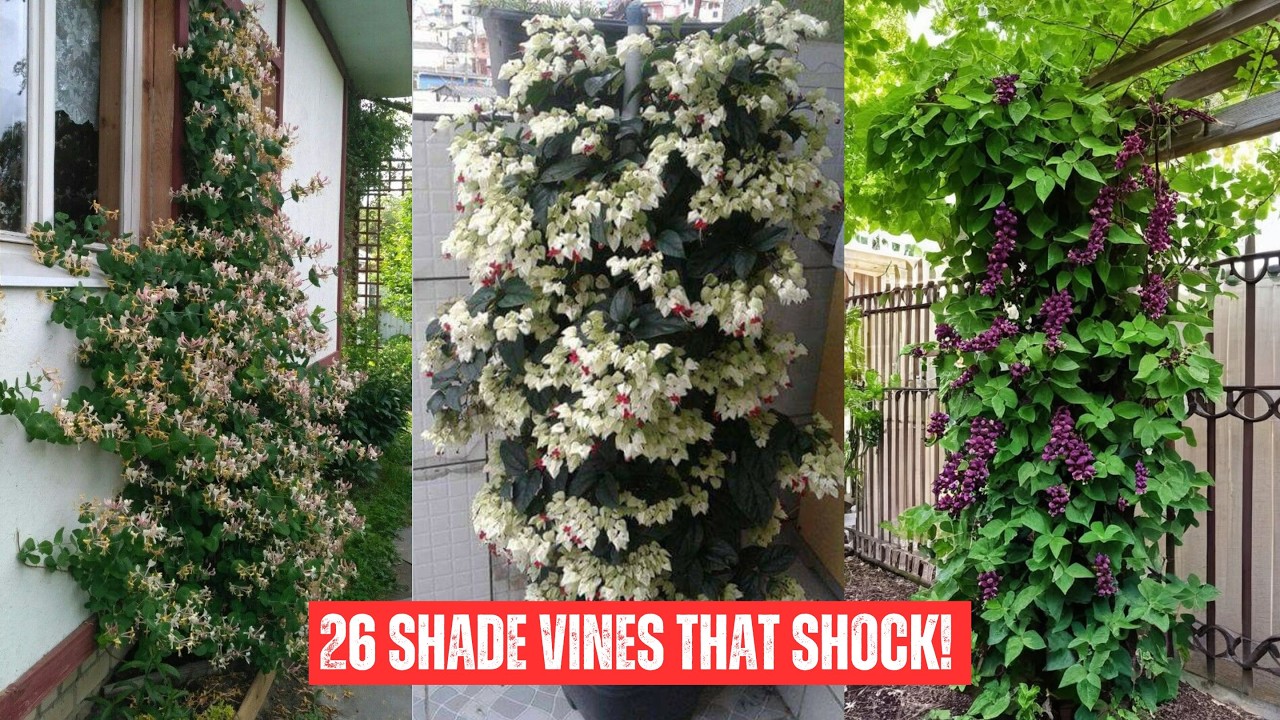 Best shade loving climbers for beautiful garden spaces
