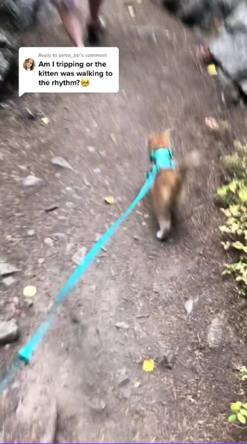 Hopping to the beat with this cat