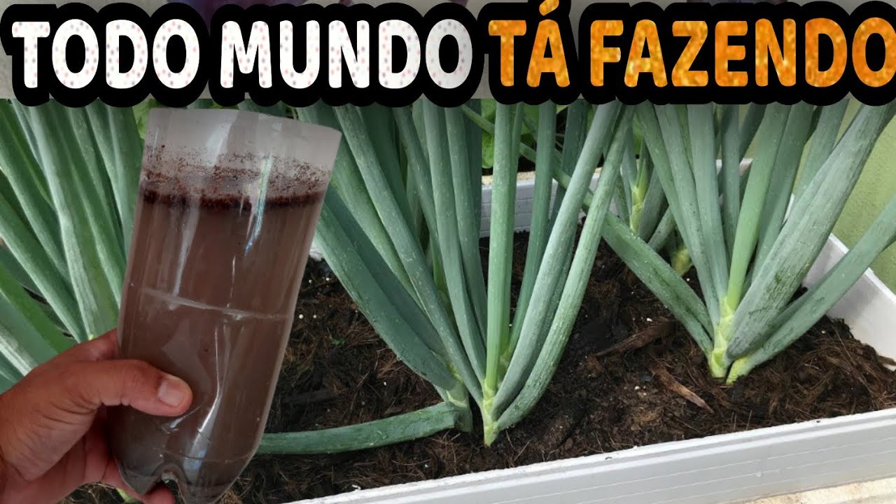 Adubo natural poderoso: faça sua cebolinha crescer forte e mais grossa!