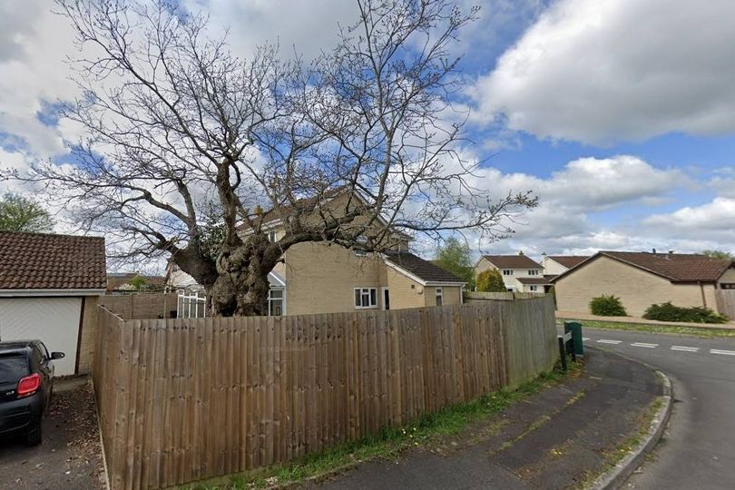 100-year-old Somerset oak tree saved from axe despite damage to nearby home