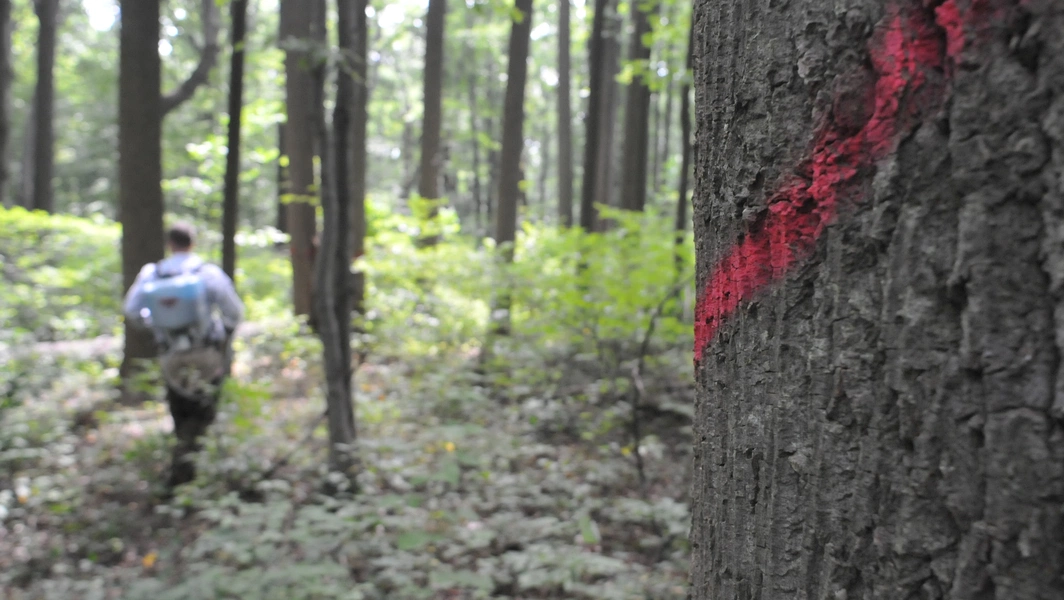 Study finds wild pigs may curb invasive plants in US forests