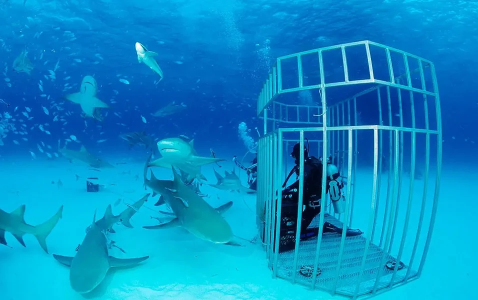 Channel Nine’s Shark! sends celebrities diving with apex predators