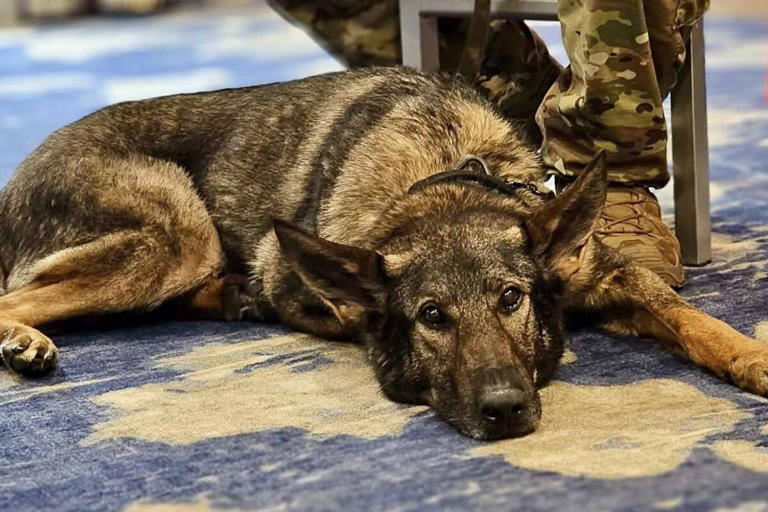 Army dog and trainer/handler reunite after years apart – and there's ...
