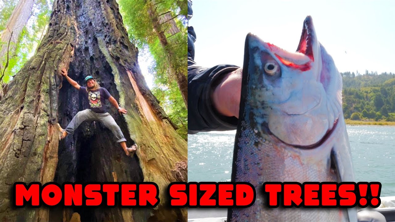 Fishing & camping adventure to the tallest trees in the world! (Catch ...