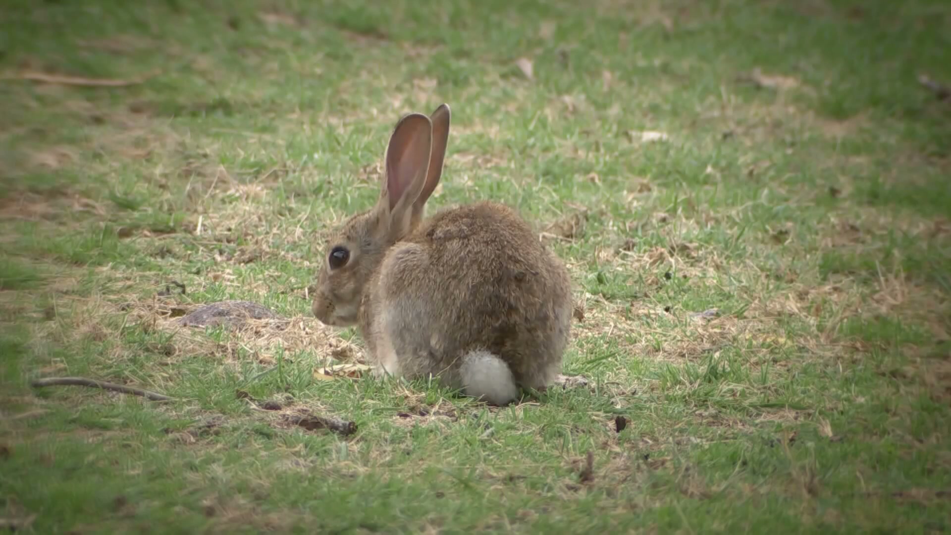 New technology to intercept breeding habits as feral rabbit populations ...