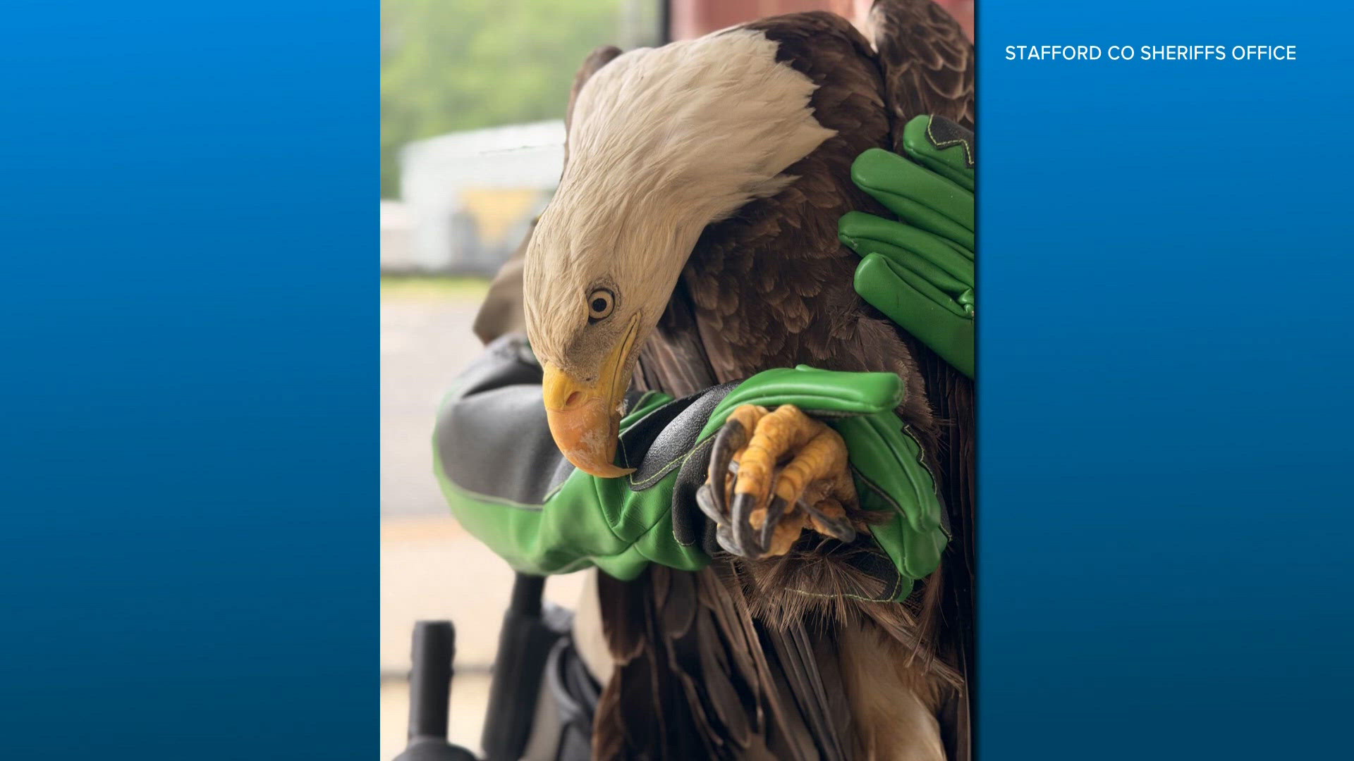 Update on bald eagles rescued in Virginia
