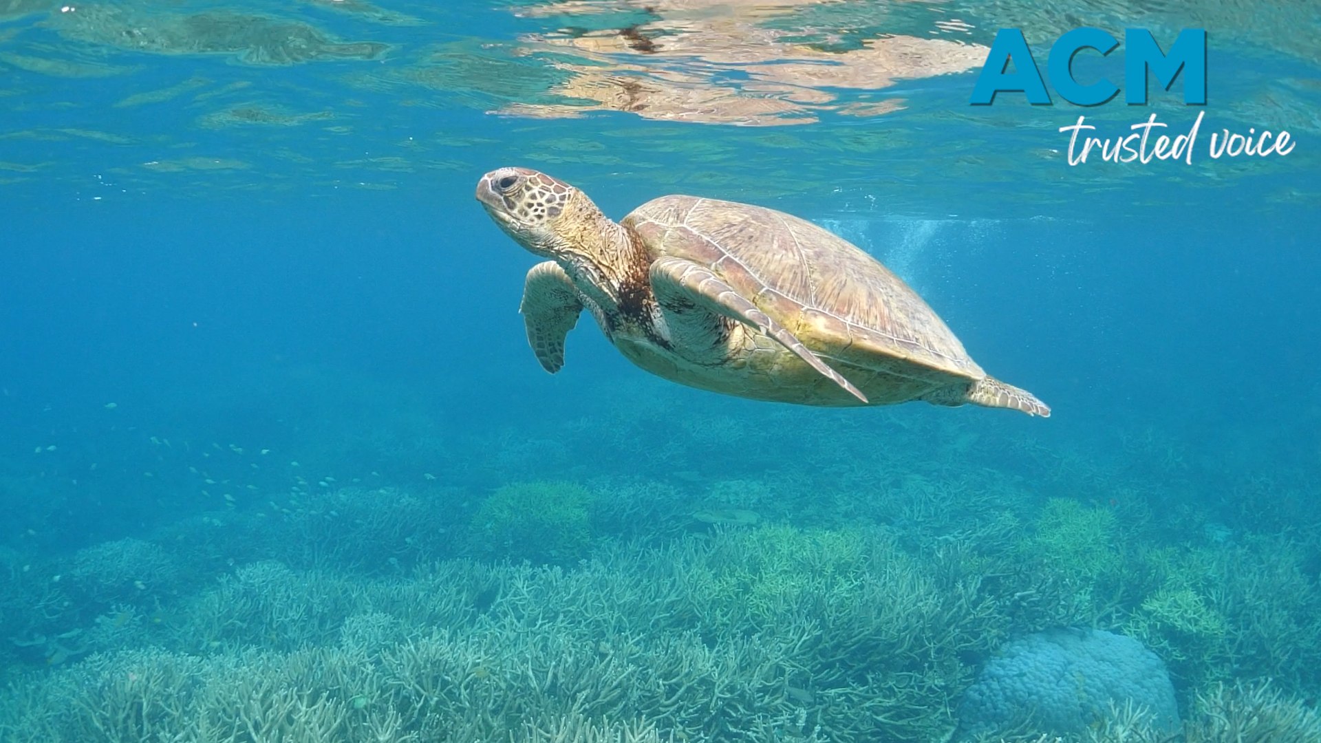 Climate change is turning an entire species of green turtles female