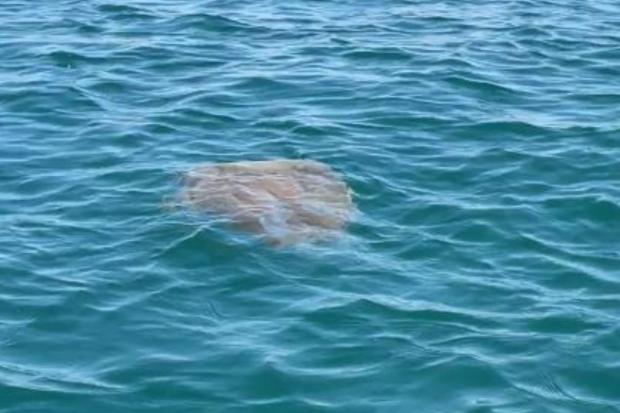 Strange looking creature spotted off Sussex shore