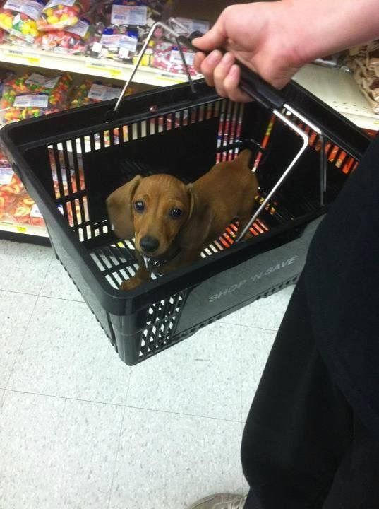 Cane abbandonato nel parcheggio del supermercato trova casa con chi lo ...