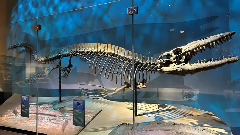 Marine 'T-Rex' species Tylosaurus rex larger than land counterpart