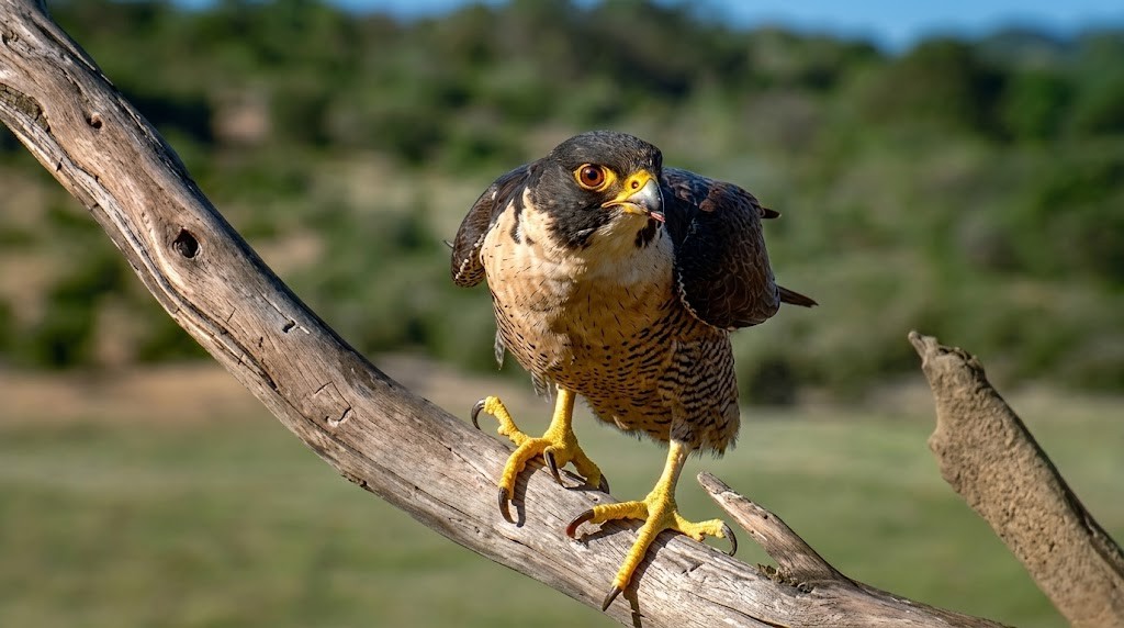 Watch a peregrine falcon dive faster than a Formula 1 car