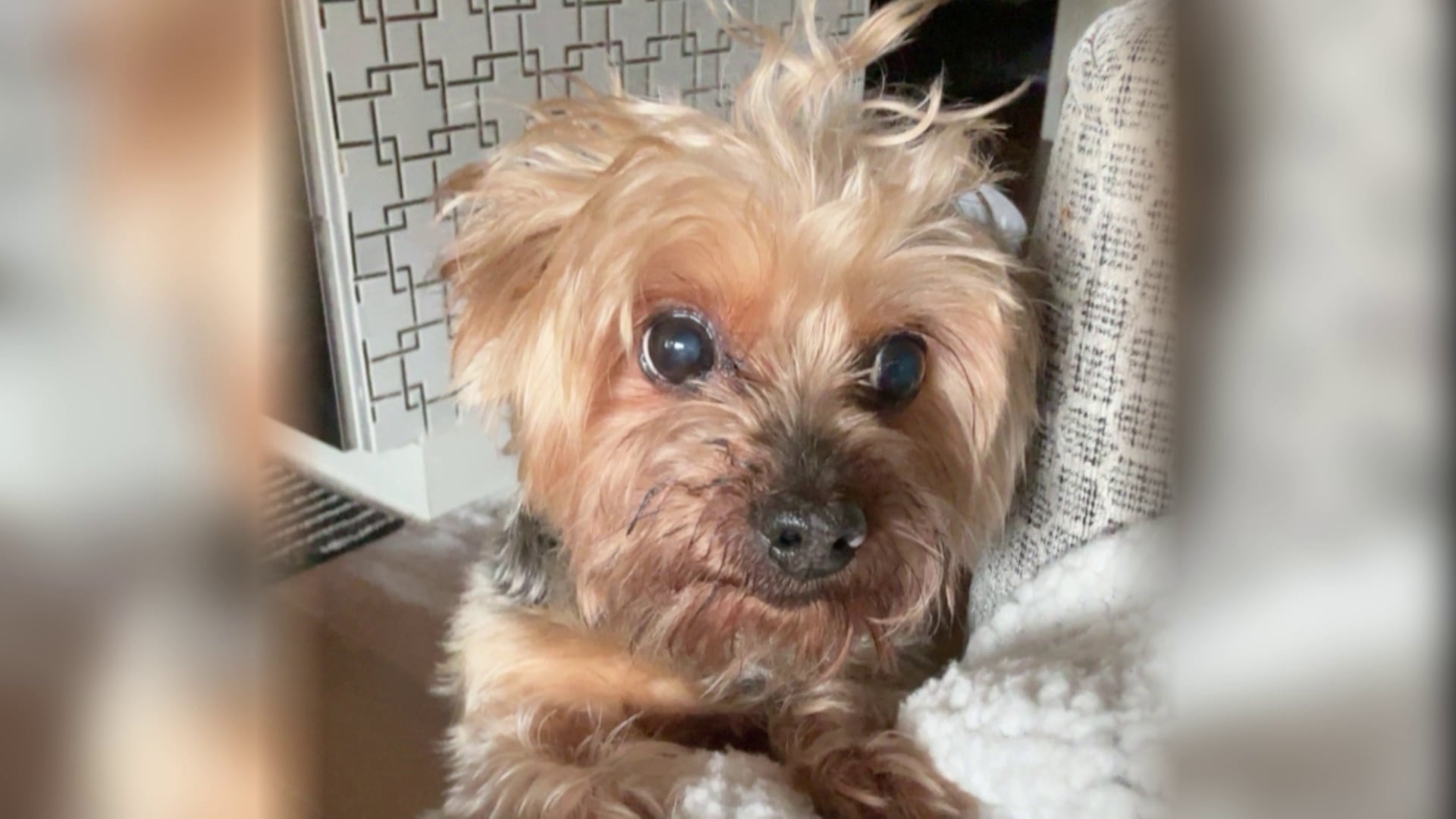 Police investigating after dog stolen from southwest Atlanta home