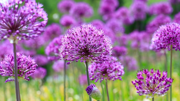 Gartenzauber pur: Allium: Pflegeleichte Schönheit für Garten und Terrasse